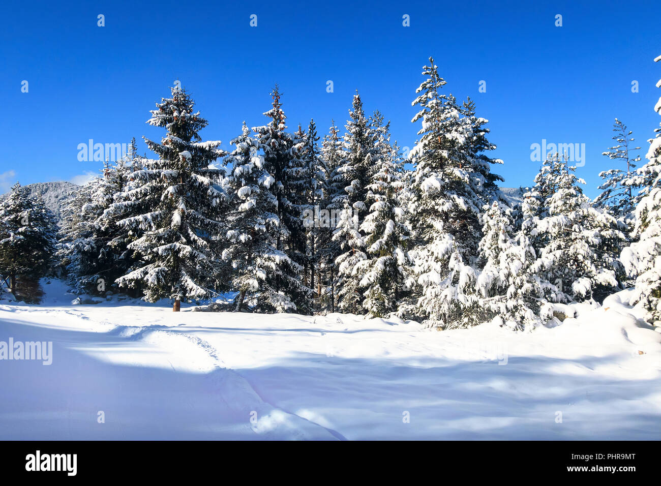 winter vacation background with pine trees covered by heavy snow against blue sky with copy ...