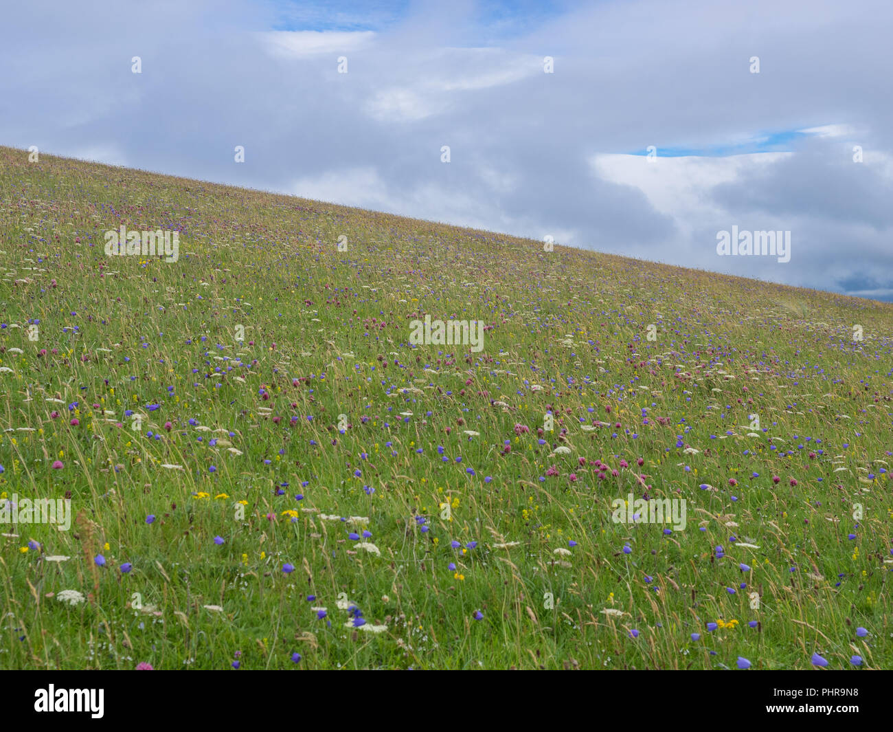 Wildflowers on meadow hi-res stock photography and images - Alamy