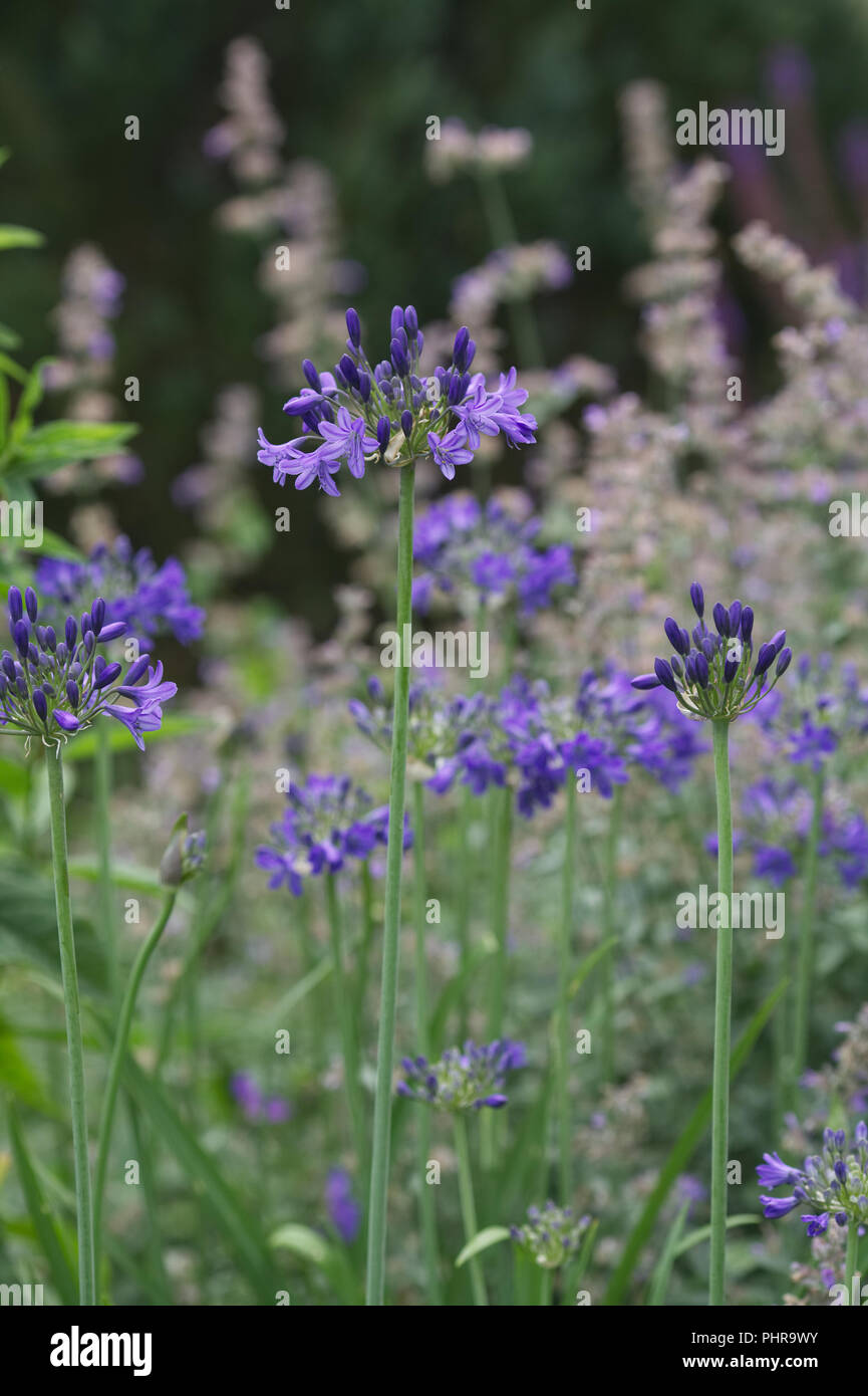 Agapanthus inapertus, lily of the nile Stock Photo - Alamy