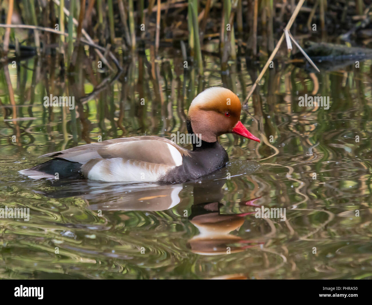 Red-crested Pochard, male, 'Netta rufina' Stock Photo - Alamy