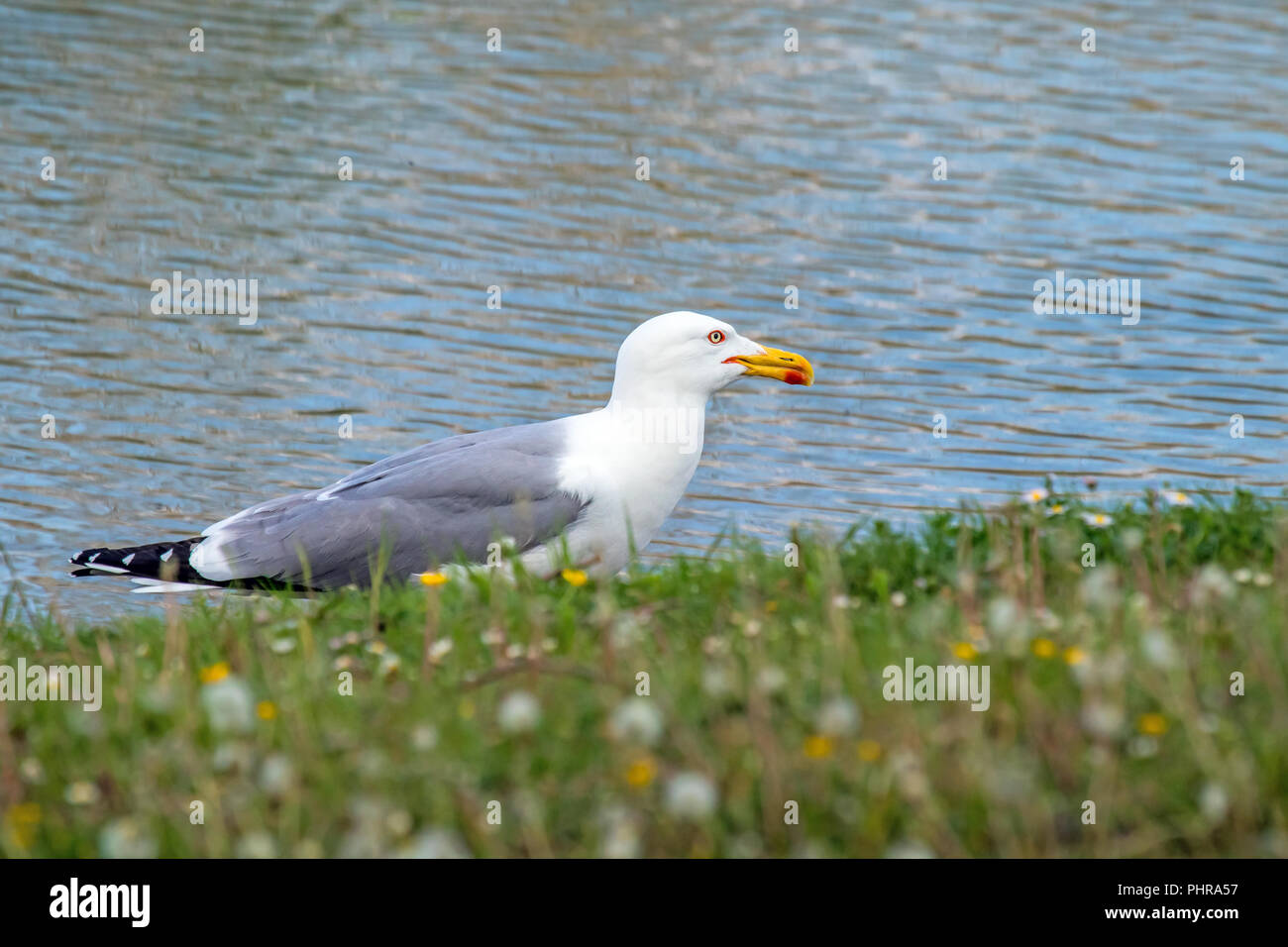 Yellow-legged gull 'Larus michahellis' Stock Photo - Alamy