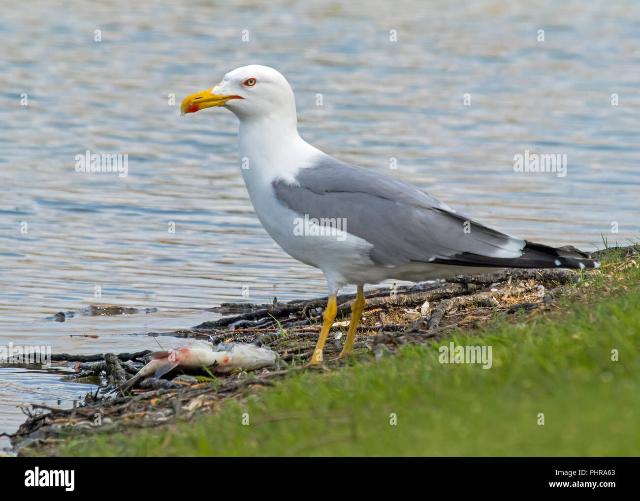 Yellow-legged gull 'Larus michahellis' Stock Photo - Alamy
