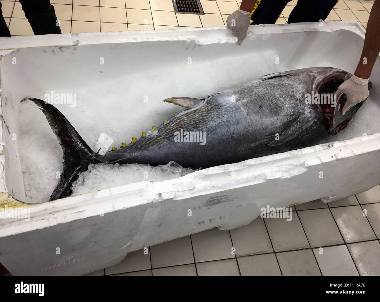 Tuna before being filleted Stock Photo - Alamy