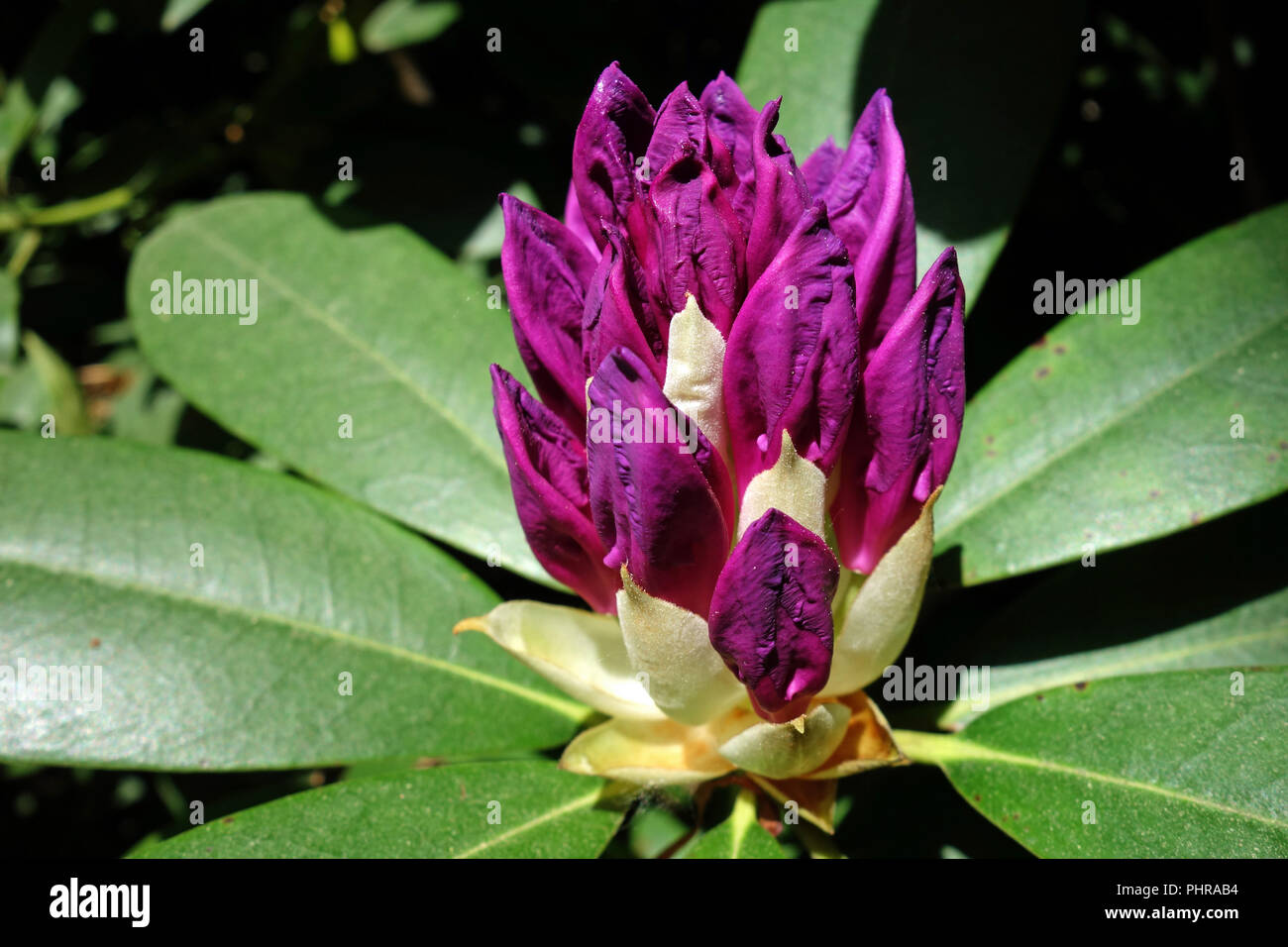 Dark red rhododendron flower hi-res stock photography and images - Alamy