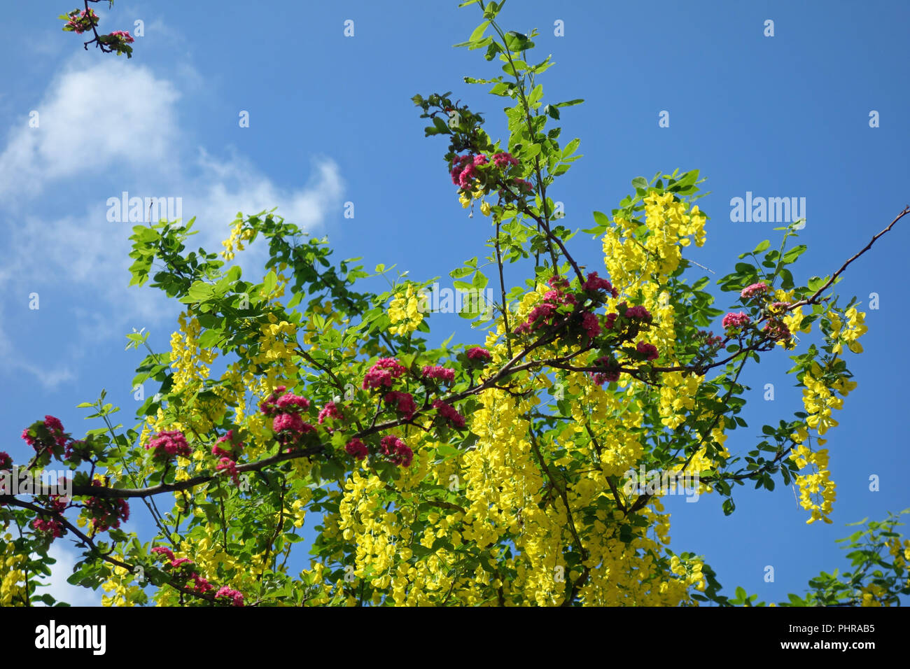 Laburnum and Red Thorn Stock Photo - Alamy