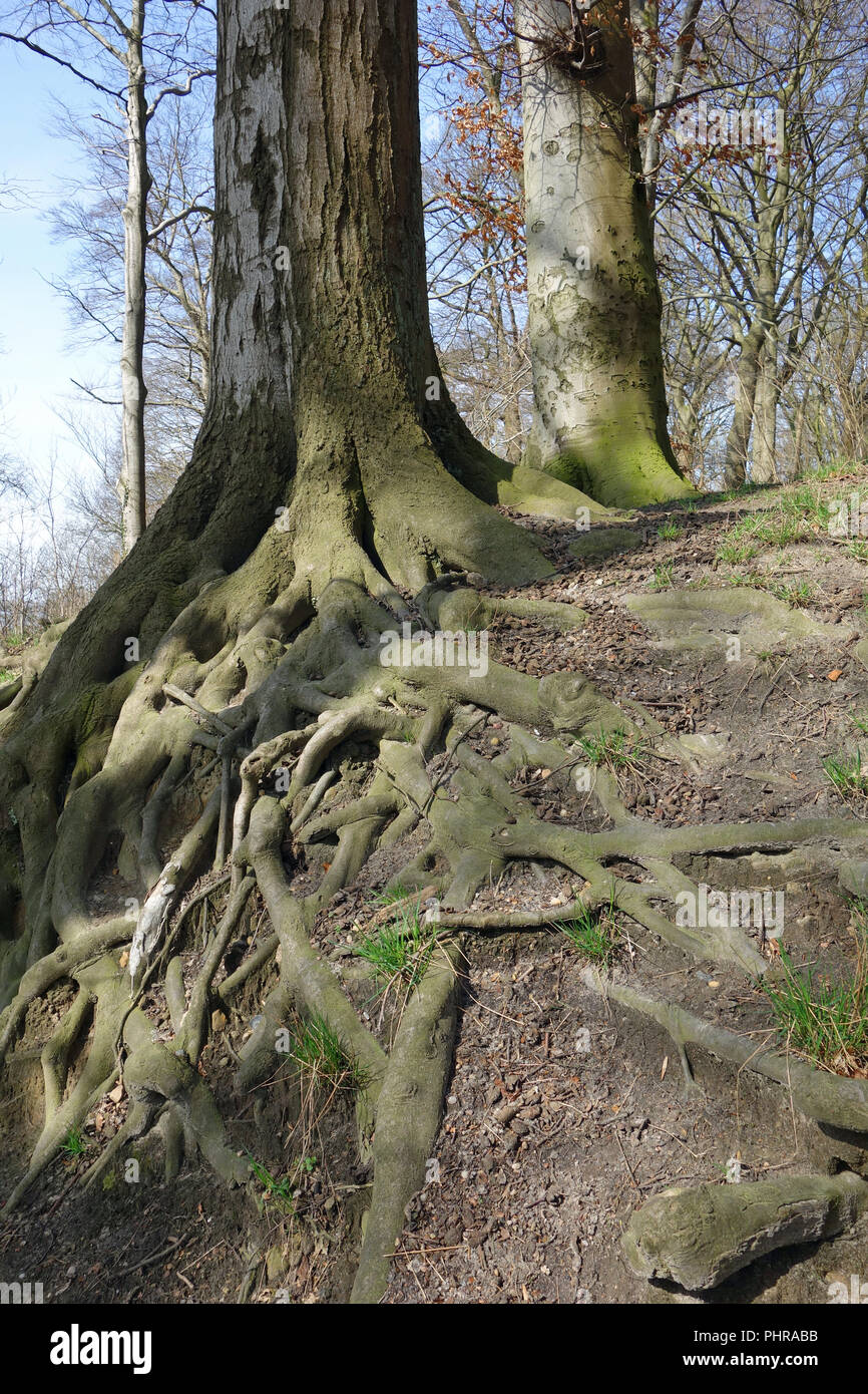 Ramified High Resolution Stock Photography and Images - Alamy