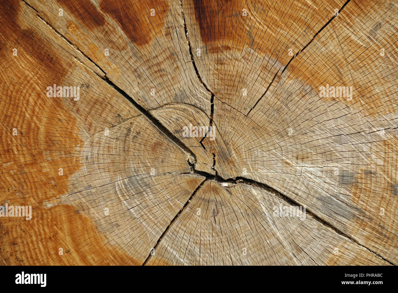Dendrochronology sampling hi-res stock photography and images - Alamy
