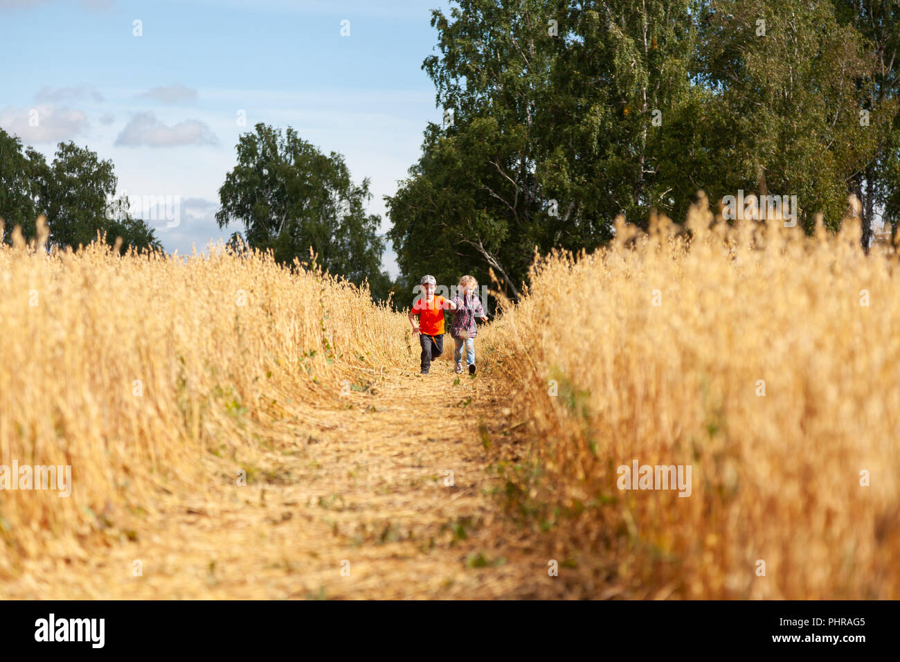Little boy and girl on a wheat field in the sunlight running, playing ...