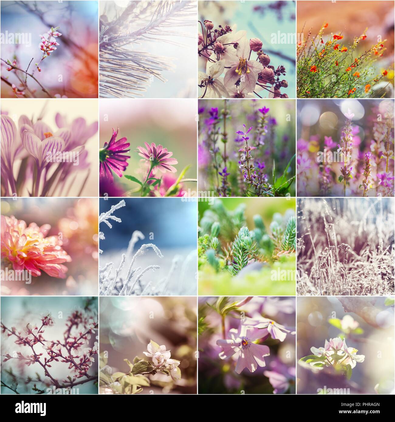 Flower tessellation hi-res stock photography and images - Alamy