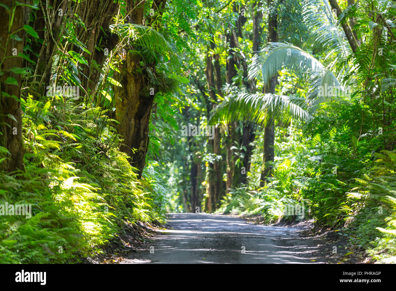 Road in jungle Stock Photo - Alamy