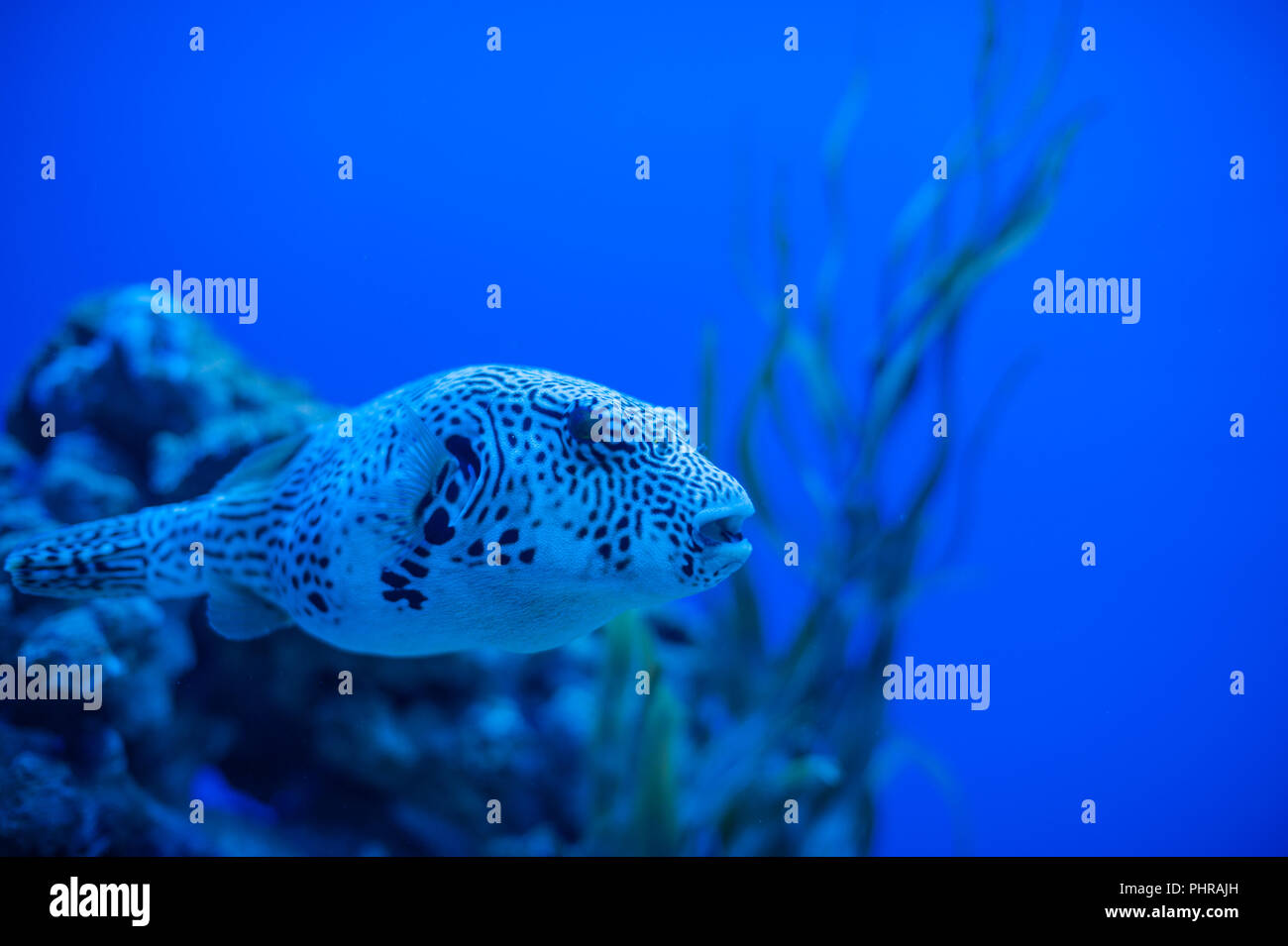 Different marine animals Stock Photo - Alamy