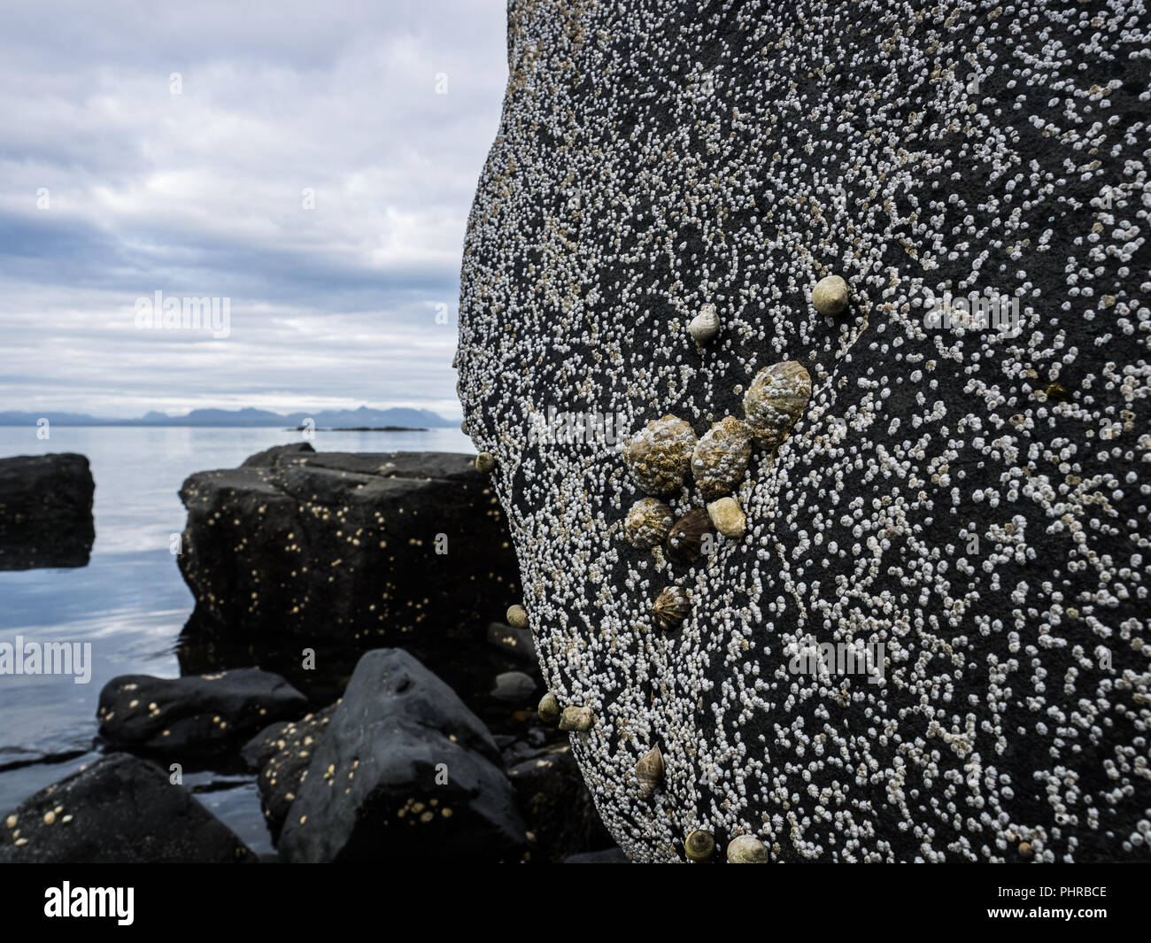 Group of limpets covered by barnacles on a big rock Stock Photo - Alamy
