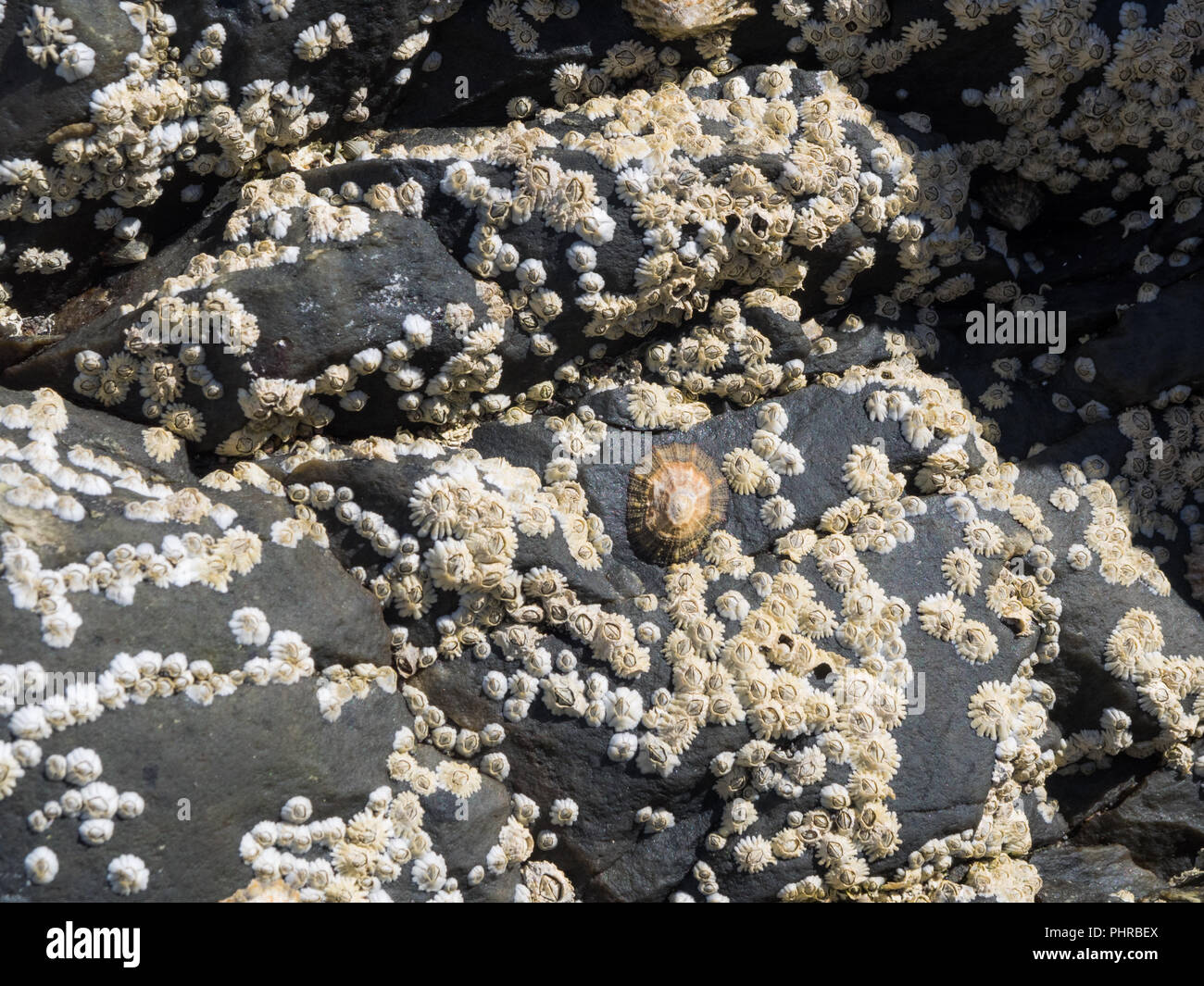 Balanidae hi-res stock photography and images - Alamy