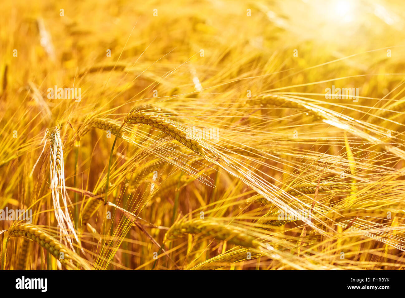 Wheat field. Nature Sunset Landscape Stock Photo - Alamy