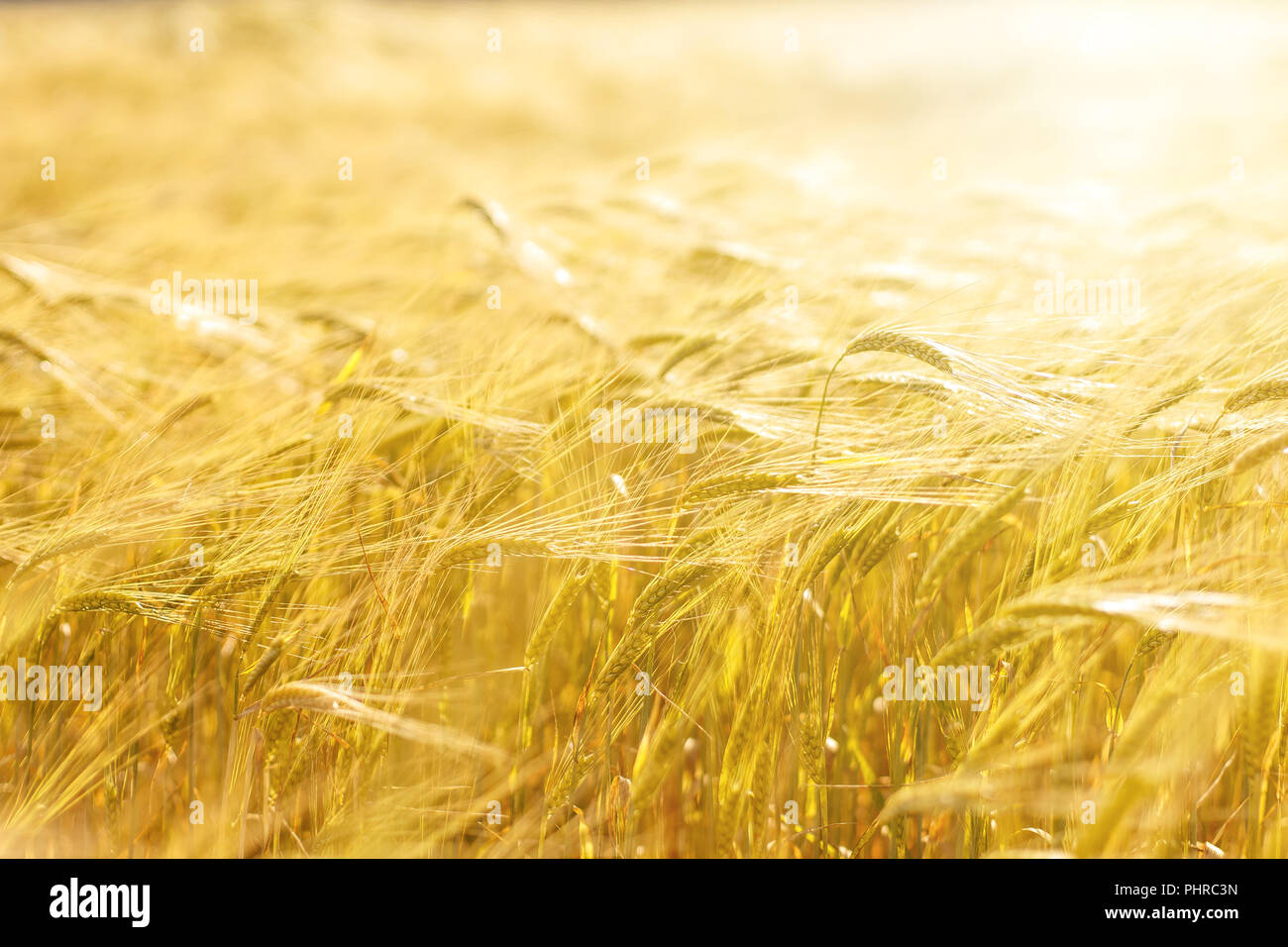 Wheat field. Nature Sunset Landscape Stock Photo - Alamy