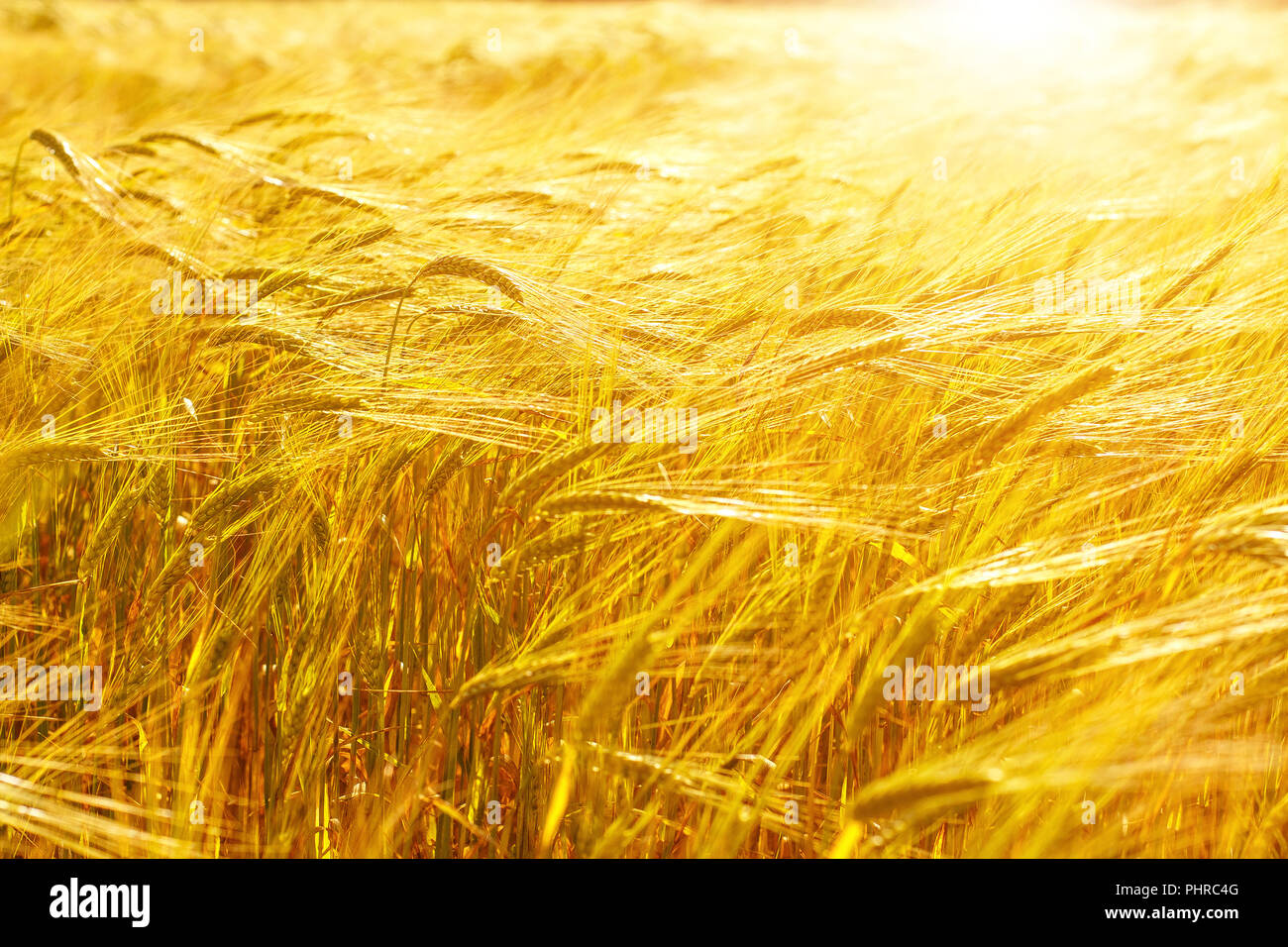 Wheat field. Nature Sunset Landscape Stock Photo - Alamy