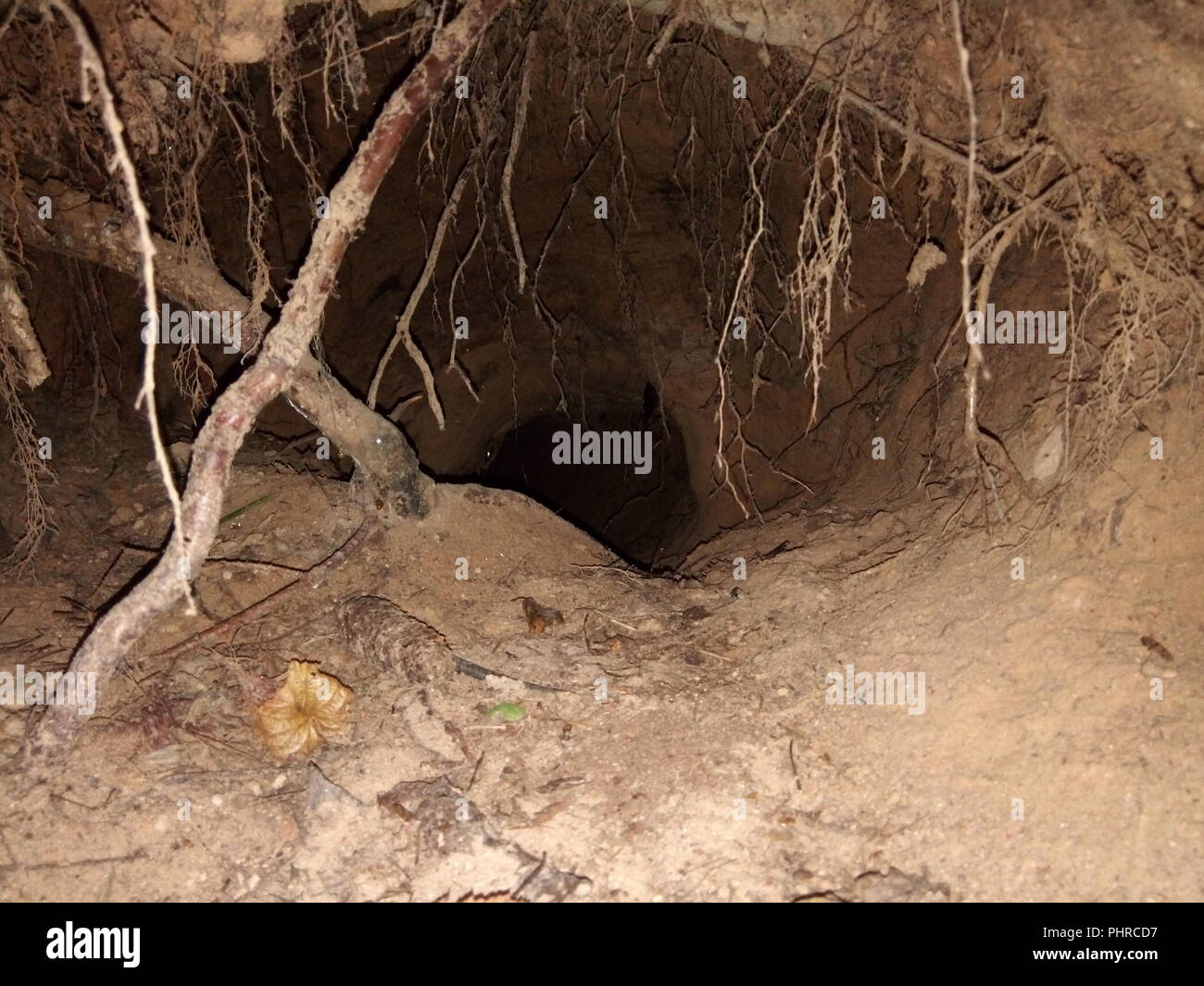 Badger burrow inside view Stock Photo - Alamy