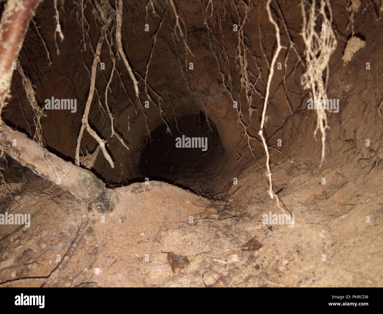 Badger burrow inside view Stock Photo - Alamy