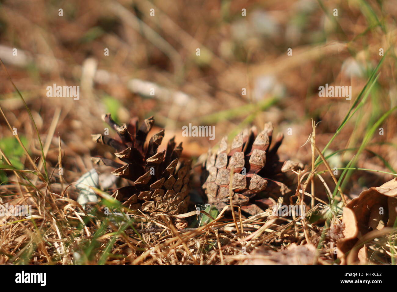 Pine tree cones Stock Photo - Alamy
