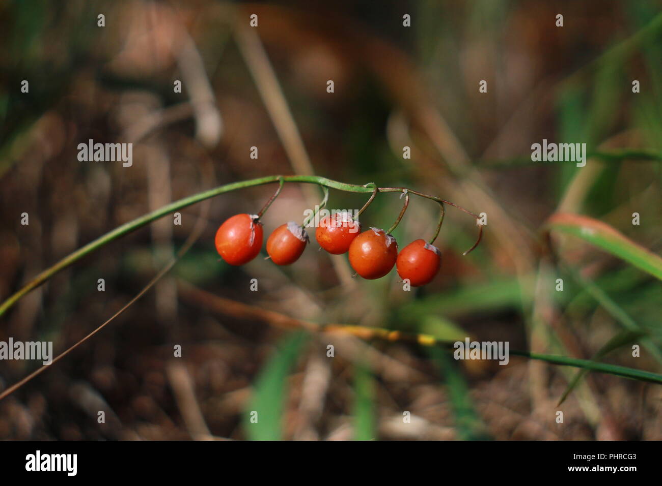 Lily Of The Valley Berries High Resolution Stock Photography and Images ...