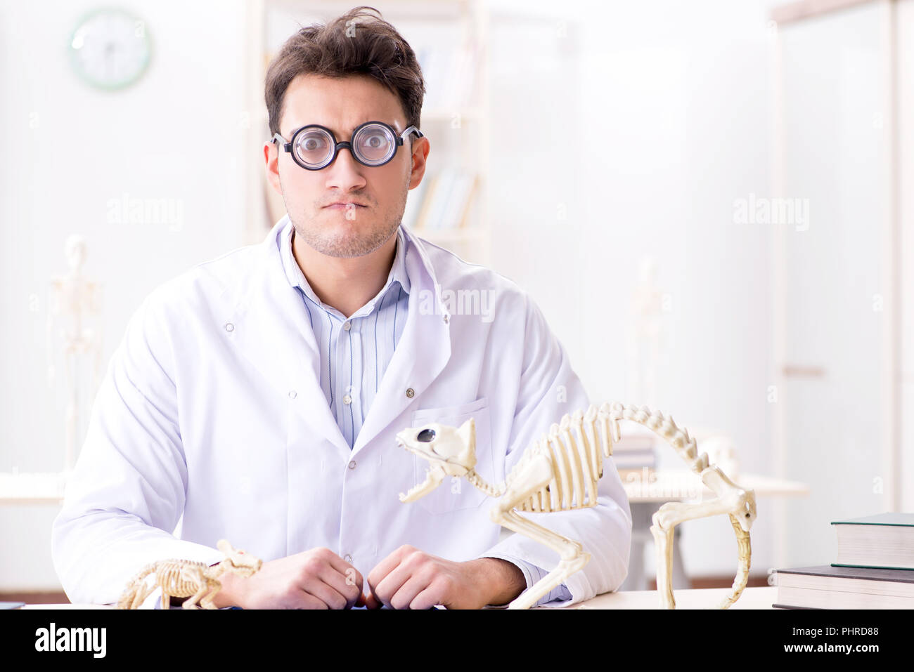 Funny crazy student doctor studying animal skeleton Stock Photo - Alamy