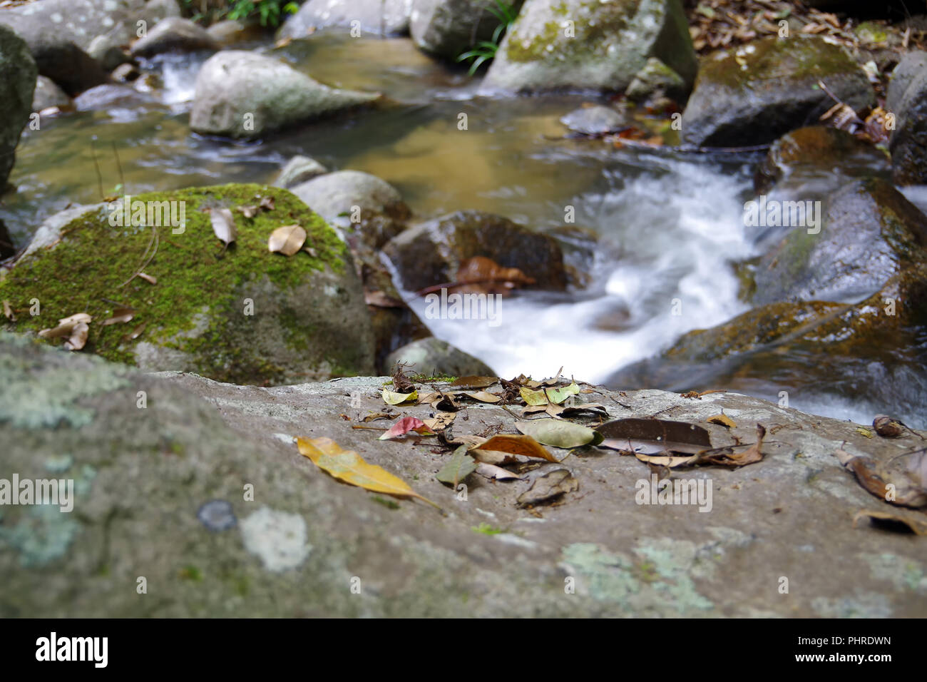 small stream in the rainforest. It makes up those small but very ...