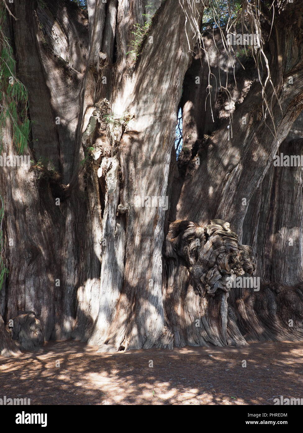 Stoutest trunk of the world of big Montezuma cypress tree at Santa ...
