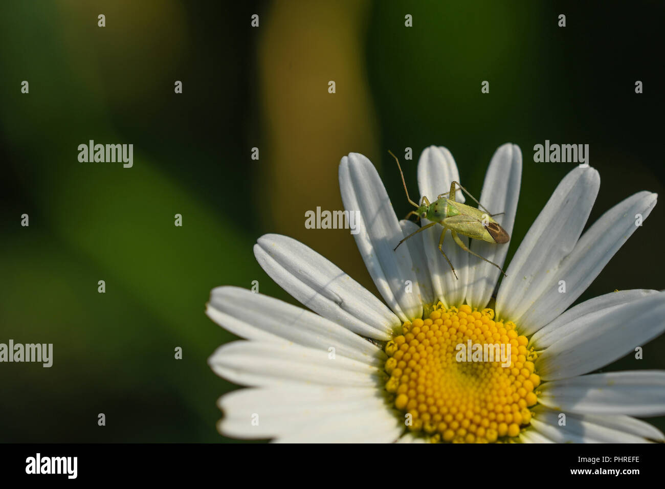 Potato bug hi-res stock photography and images - Alamy