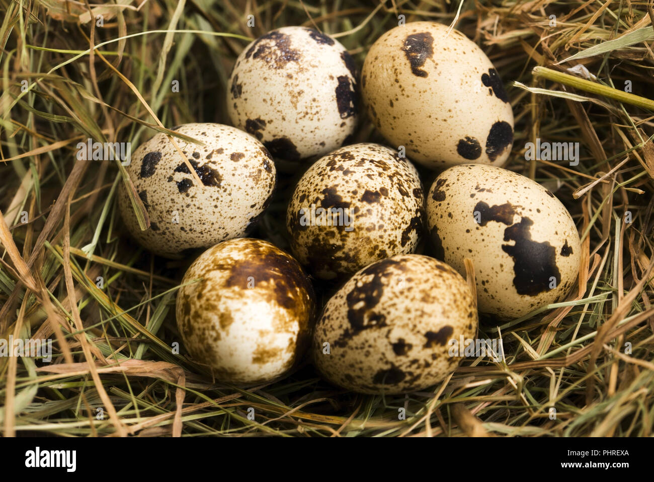 Quails eggs. delicious food Stock Photo - Alamy