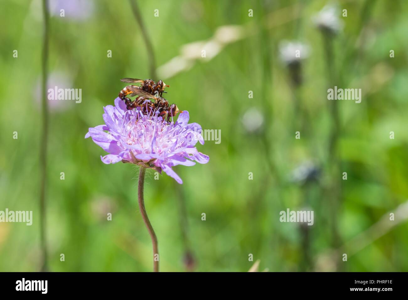 Mating couples hi-res stock photography and images - Alamy