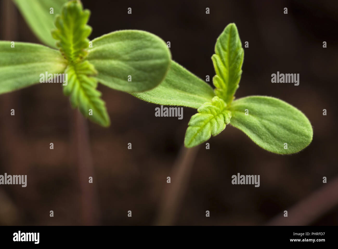 Sprout of hemp cannabis marihuana Stock Photo - Alamy