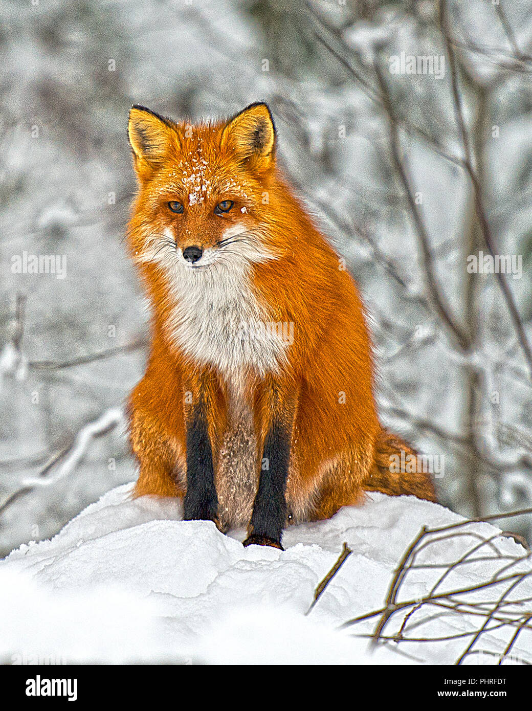 Red Fox Animal
