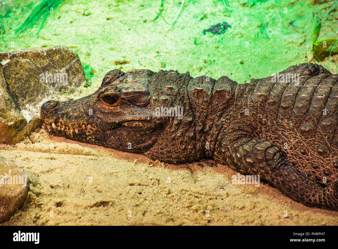 crocodile looking lizard Stock Photo - Alamy