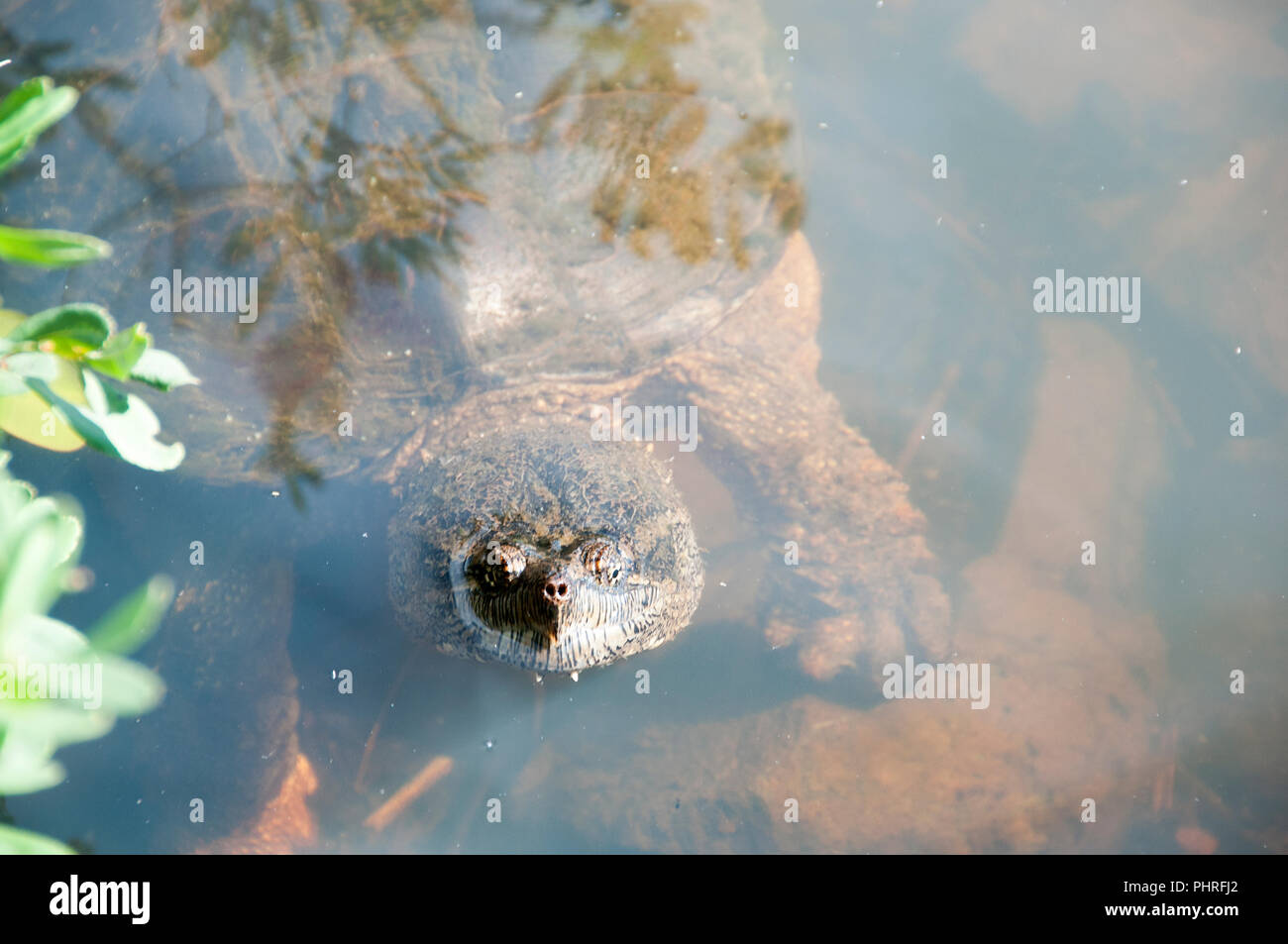 Snapping turtle close up photography hi-res stock photography and ...