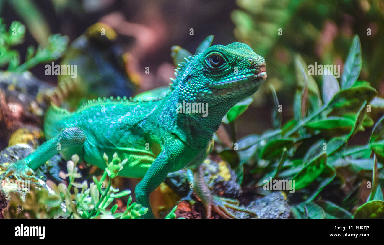 lizard in Dubai mall zoo Stock Photo - Alamy