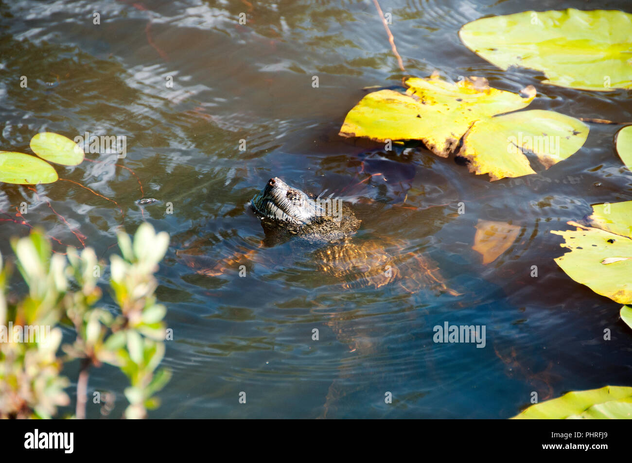 Snapping turtle habitat picture hi-res stock photography and images - Alamy