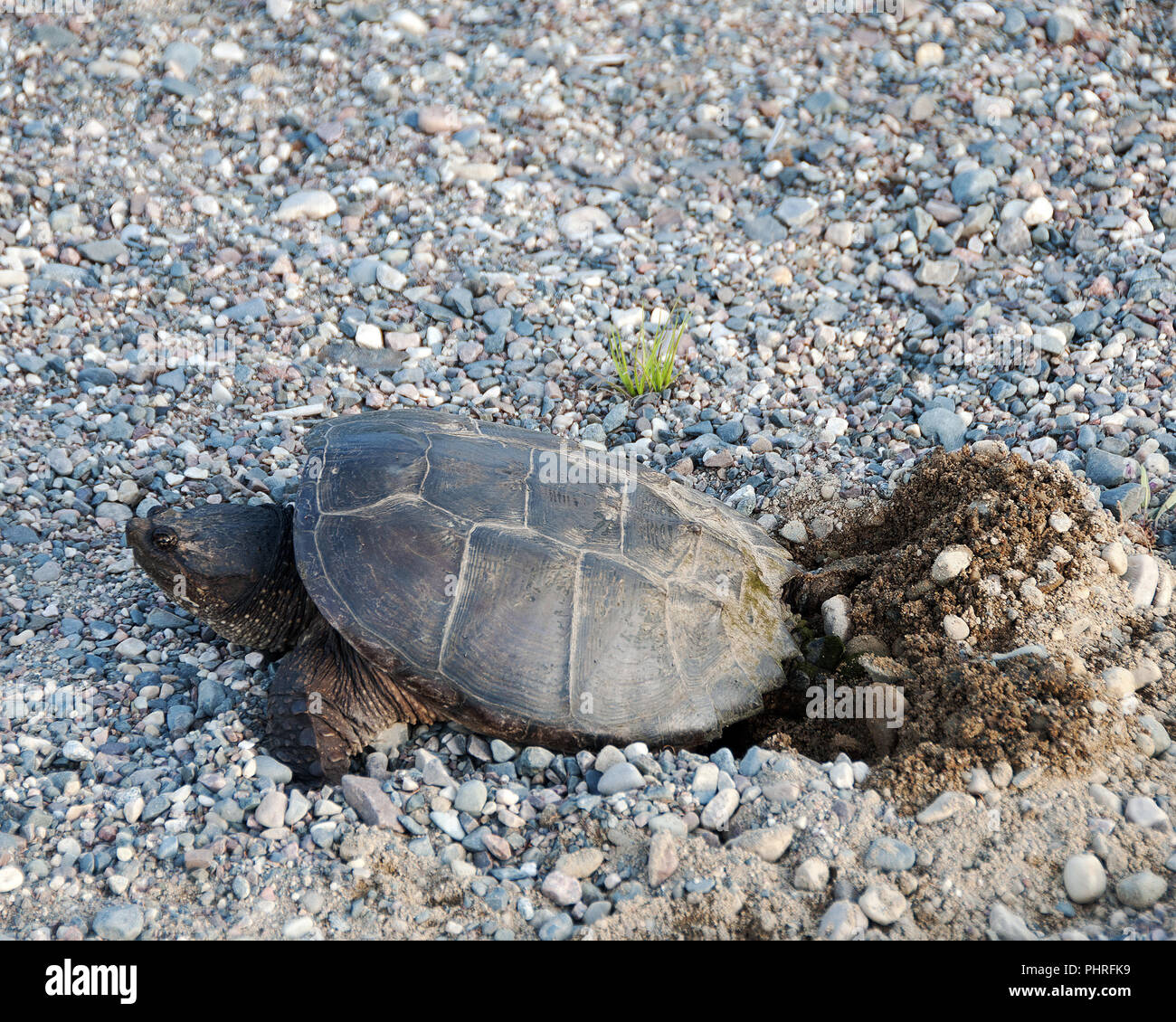 Snapping turtle close up photography hi-res stock photography and ...