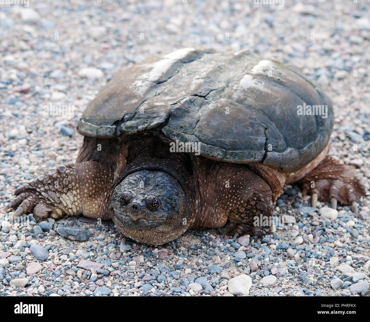 Snapping turtle nose hi-res stock photography and images - Alamy