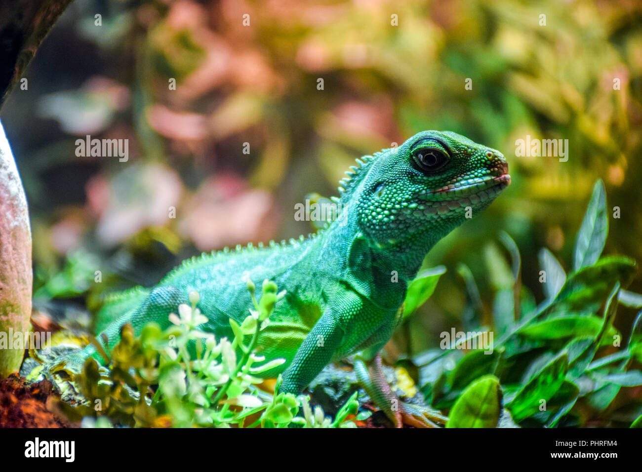 lizard in Dubai mall zoo Stock Photo - Alamy