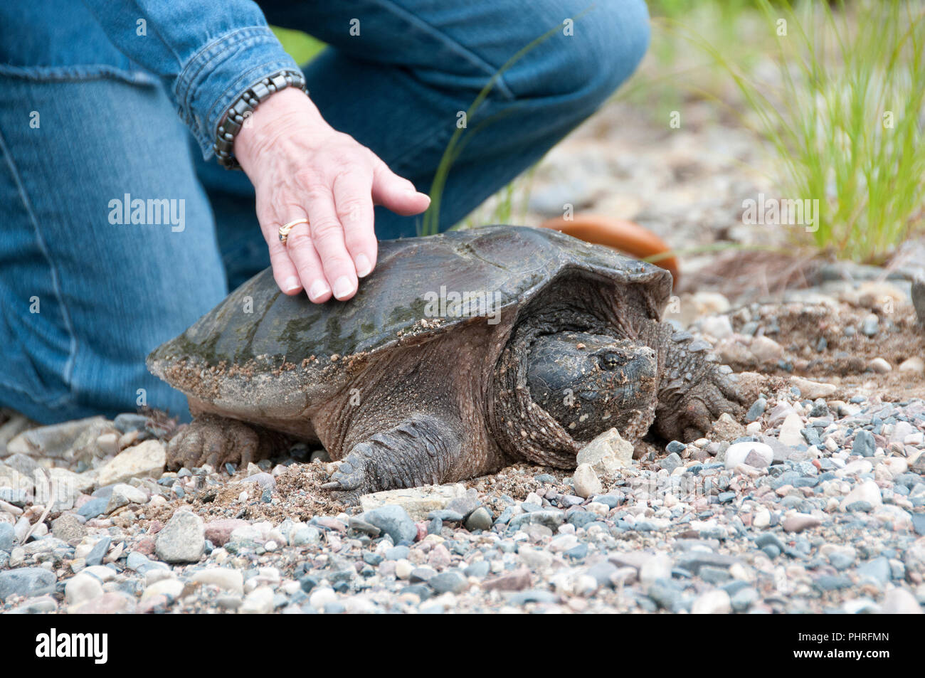 Snapping turtle habitat picture hi-res stock photography and images - Alamy