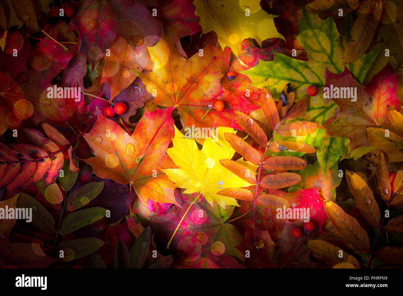Colorful autumn leaves background Stock Photo - Alamy