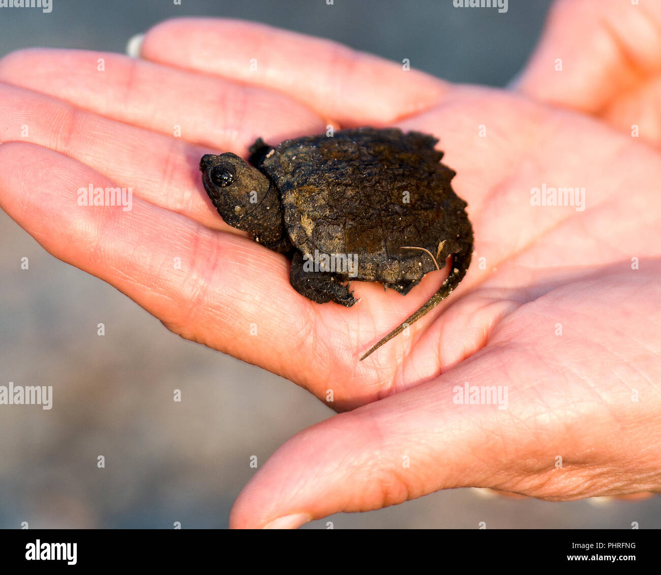 Baby snapping turtle hi-res stock photography and images - Alamy