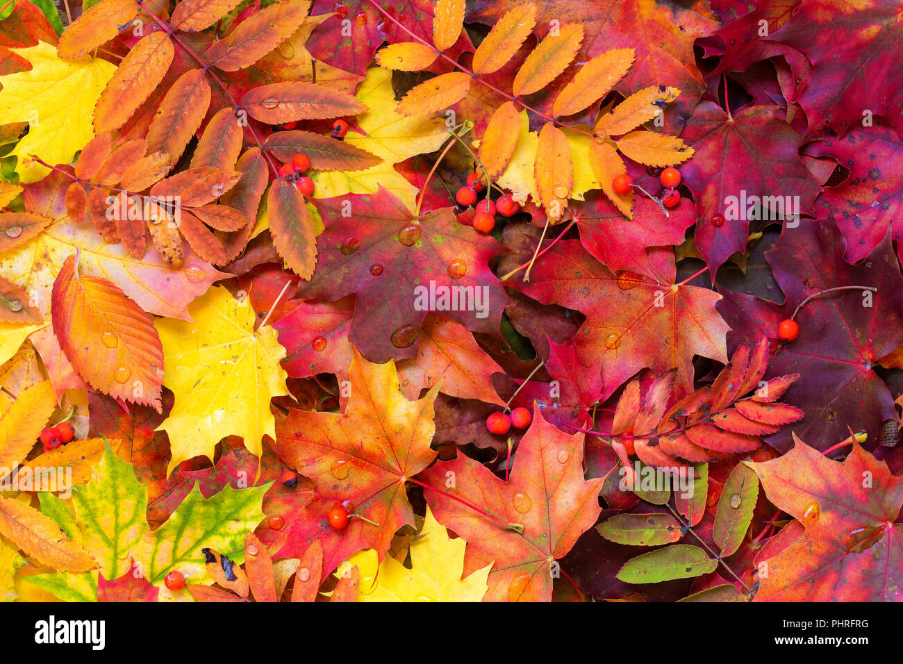 Colorful autumn leaves background Stock Photo - Alamy