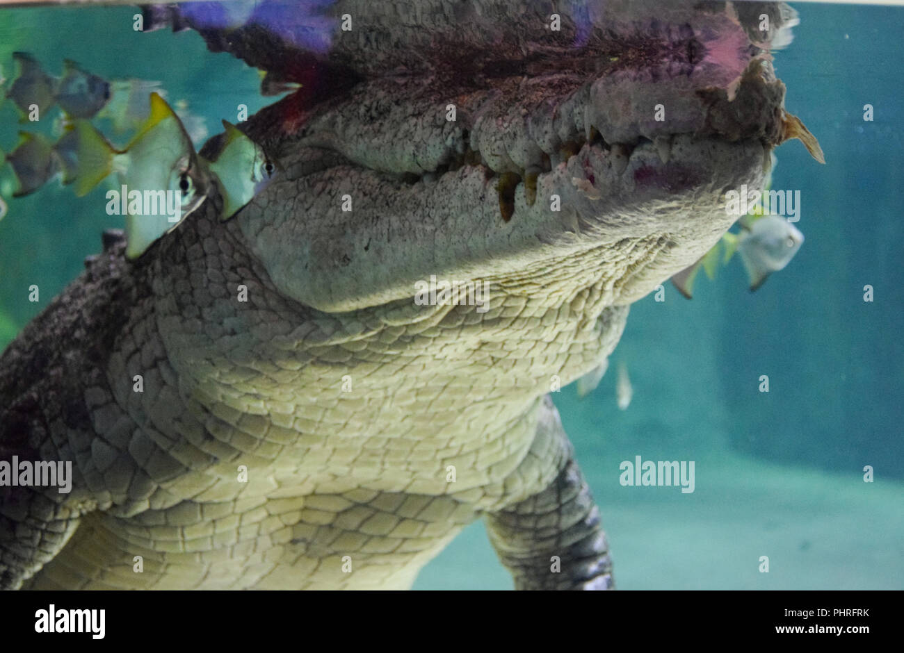 Australian Crocodile Underwater High Resolution Stock Photography and ...