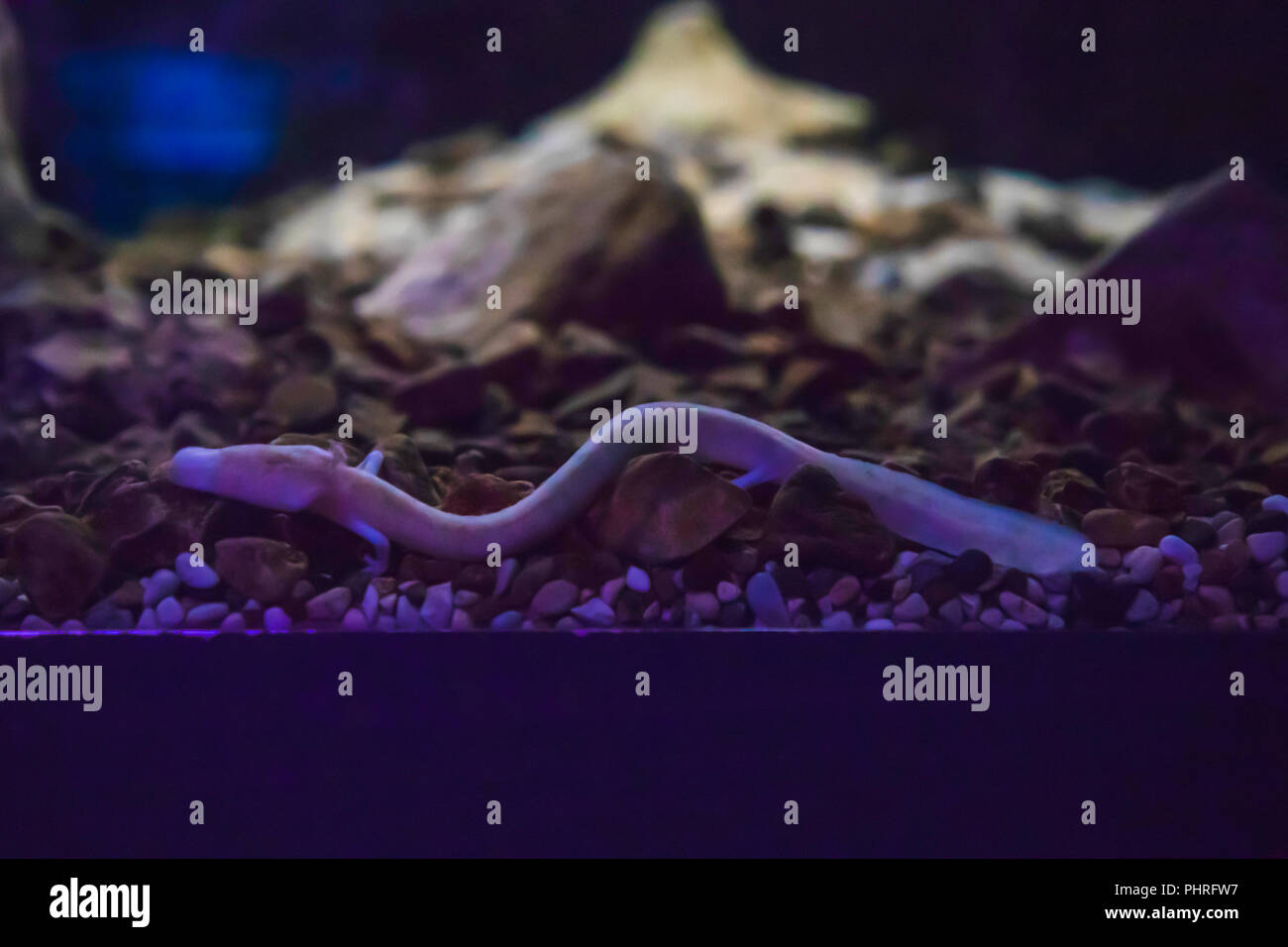 The olm or proteus or Proteus anguinus is an aquatic salamander in the ...