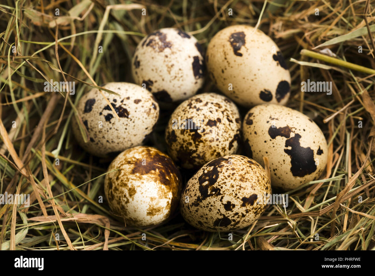 Quails eggs. delicious food Stock Photo - Alamy