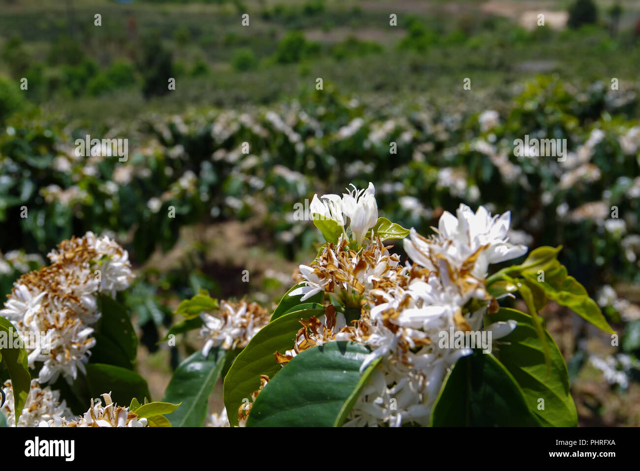 Rural coffee production hi-res stock photography and images - Alamy