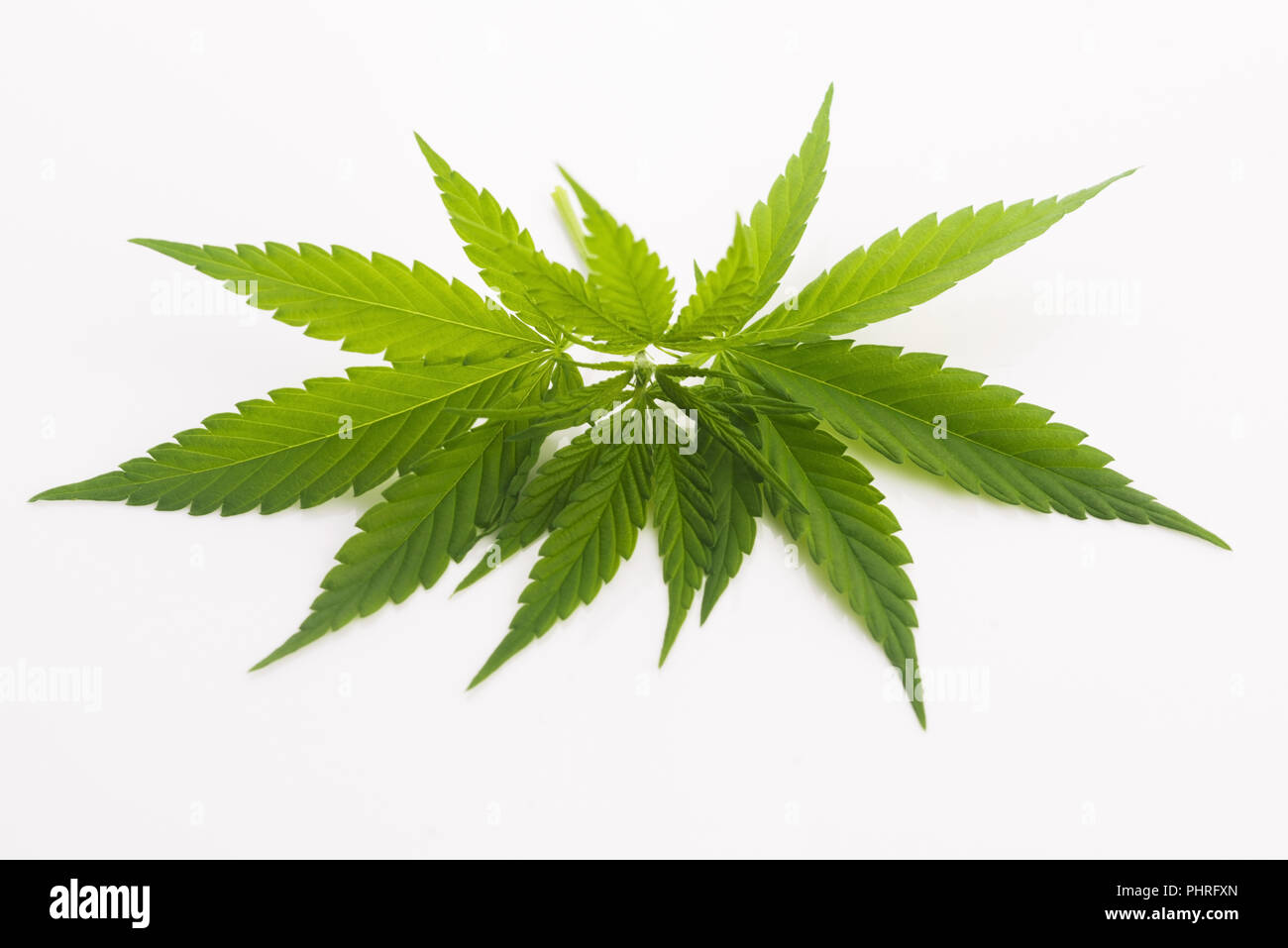 Cannabis leaf, marijuana leaf isolated on white Stock Photo - Alamy