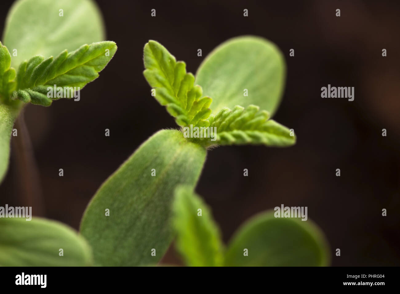 Hemp sprout hi-res stock photography and images - Alamy