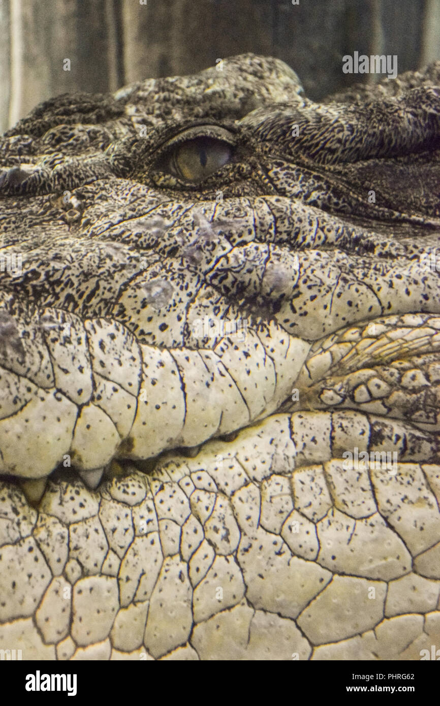 King Croc in Dubai Aquarium and underwater Zoo Stock Photo - Alamy